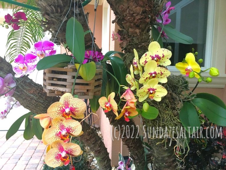 How To Grow Orchids Bare Root Without A Medium Or Pot - SunDaze SaltAir